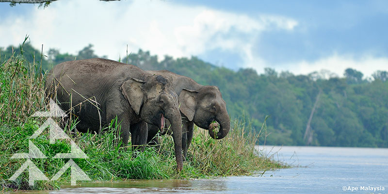 ecomfortHouse “Mori Katsu” Project | サステナブルショップ エコンフォートハウス ecomfortHouse｜KLIPPAN（クリッパン）総輸入元